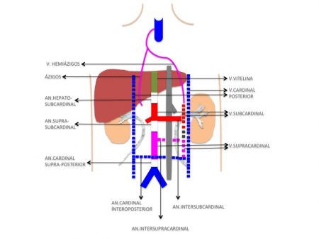 IMÁGENES VCI – Imagen Vascular